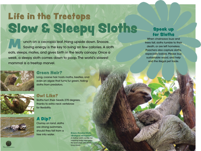 13 Sloth Questions Answered - TREE Foundation