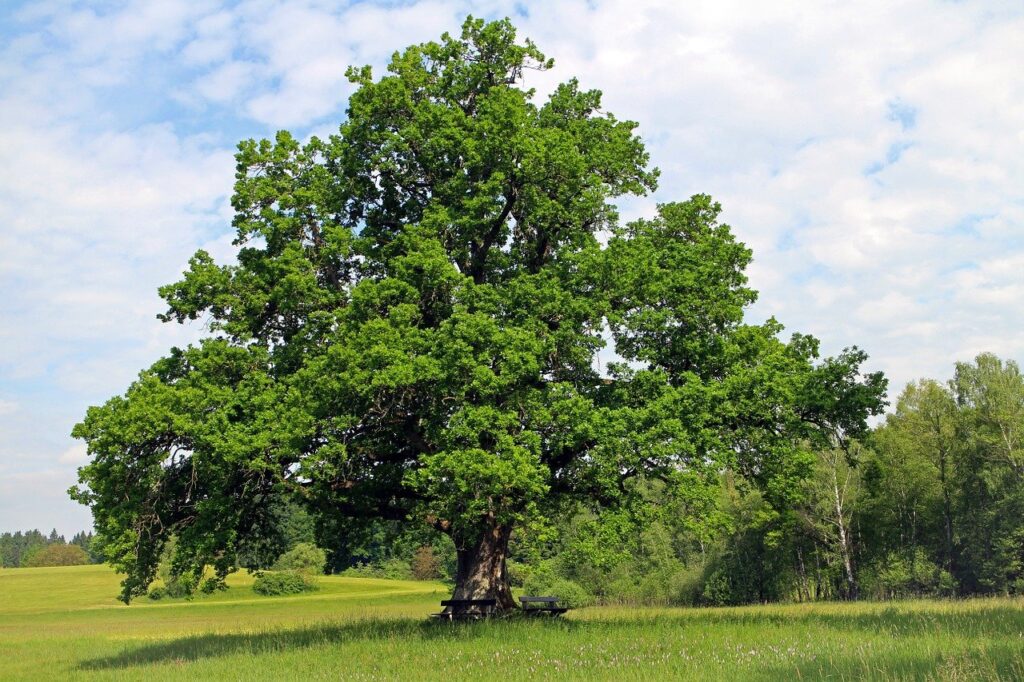 7 Things to Do to Prevent Forest Fires - TREE Foundation