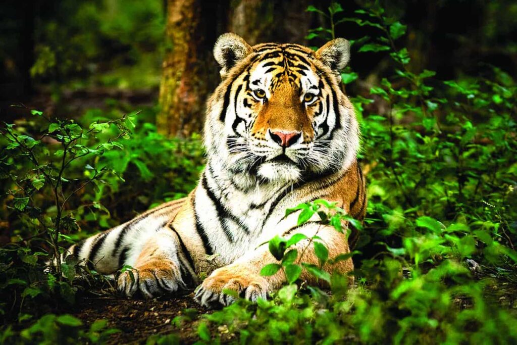 5 Things You Can Do to Protect Animals That Live in Rainforests - TREE ...