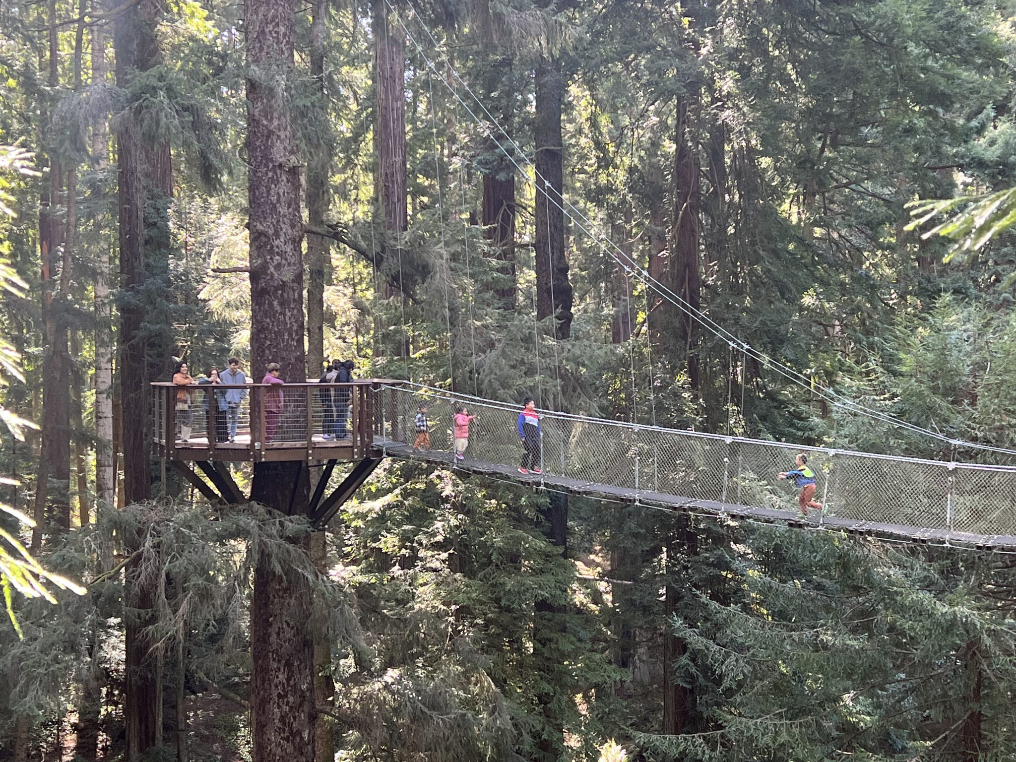 Gorgeous Photos of the Redwood Sky Walk - TREE Foundation