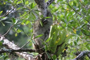 Sloth Conservation Project Protecting the Pygmy Three-Toed Sloth